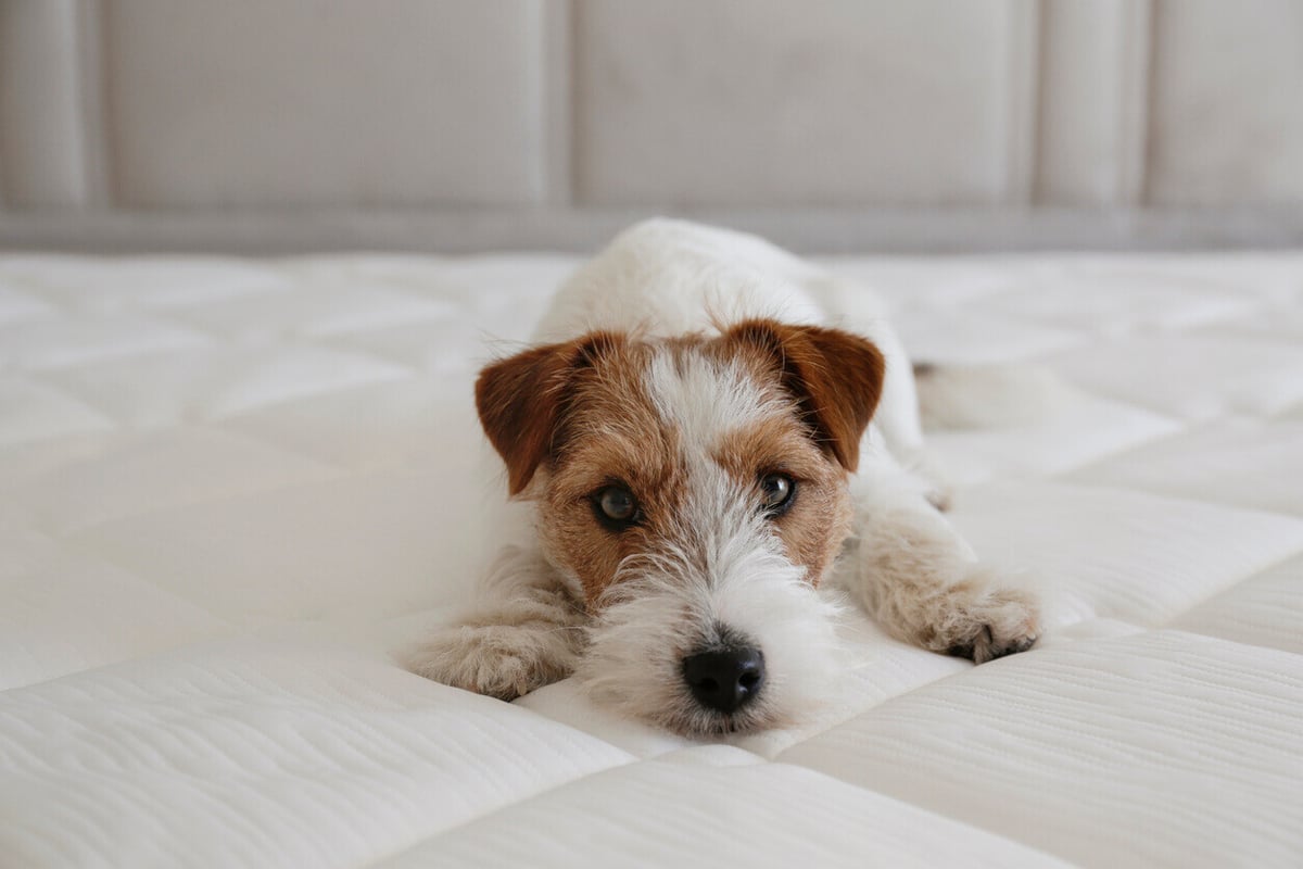 ¿Cómo elegir el mejor colchón para perros? Te damos 9 tips