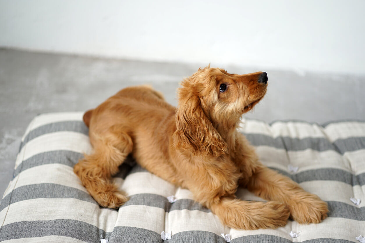 ¿Cómo elegir el mejor colchón para perros? Te damos 9 tips