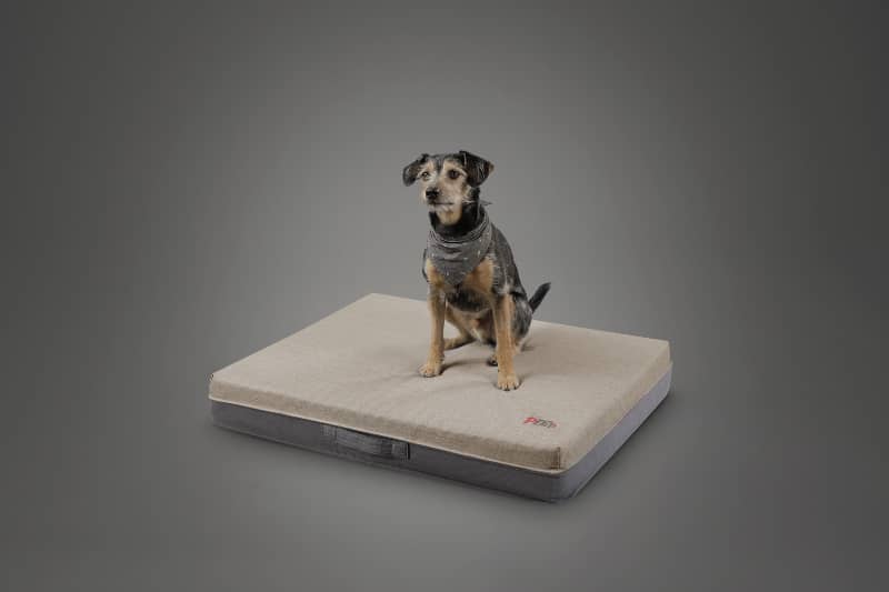 ¿Cómo elegir el mejor colchón para perros? Te damos 9 tips