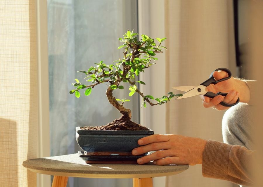 Como Cuidar Un Bonsai