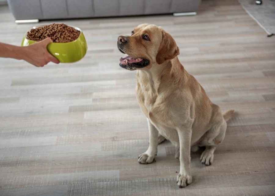 Consejos prácticos para los cuidados del perro