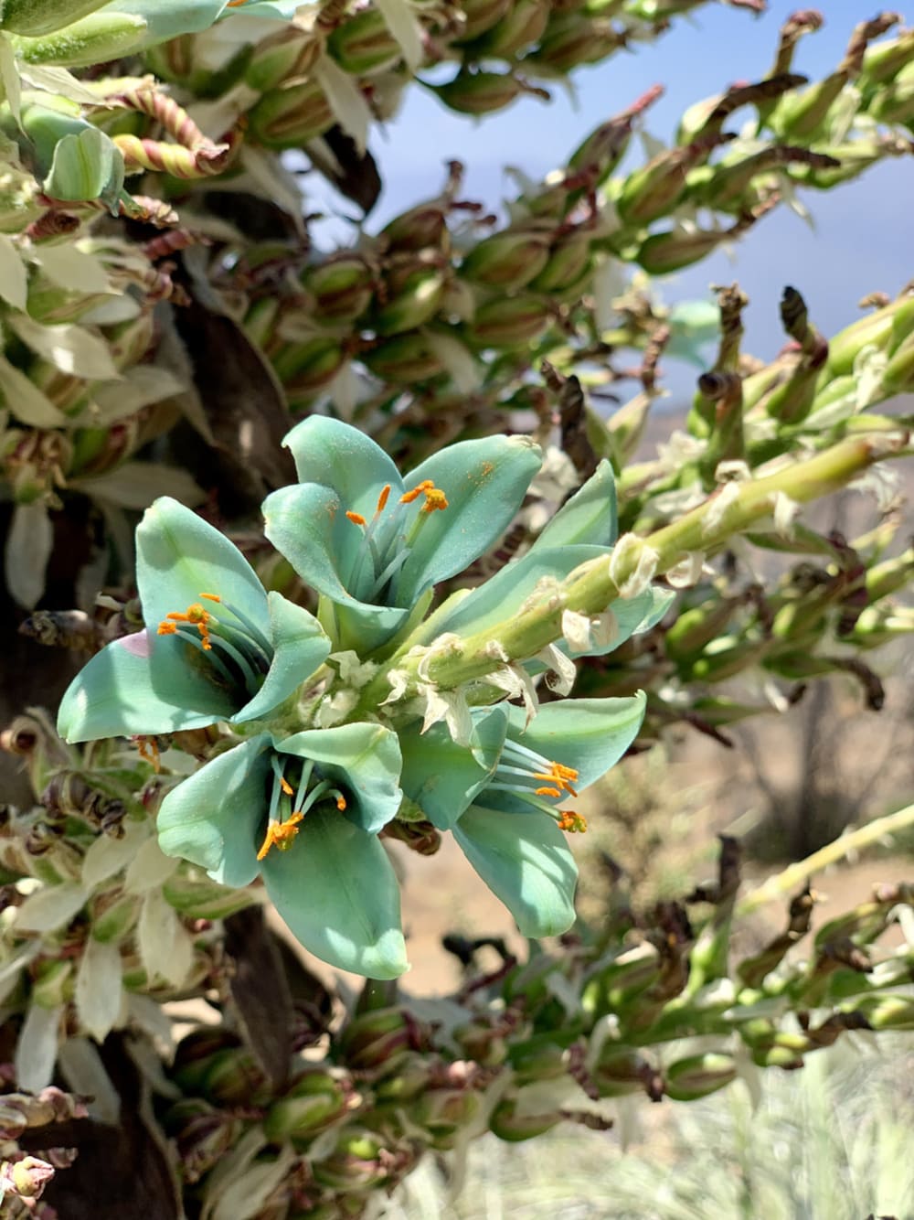 Las 5 mejores plantas para jardín seco