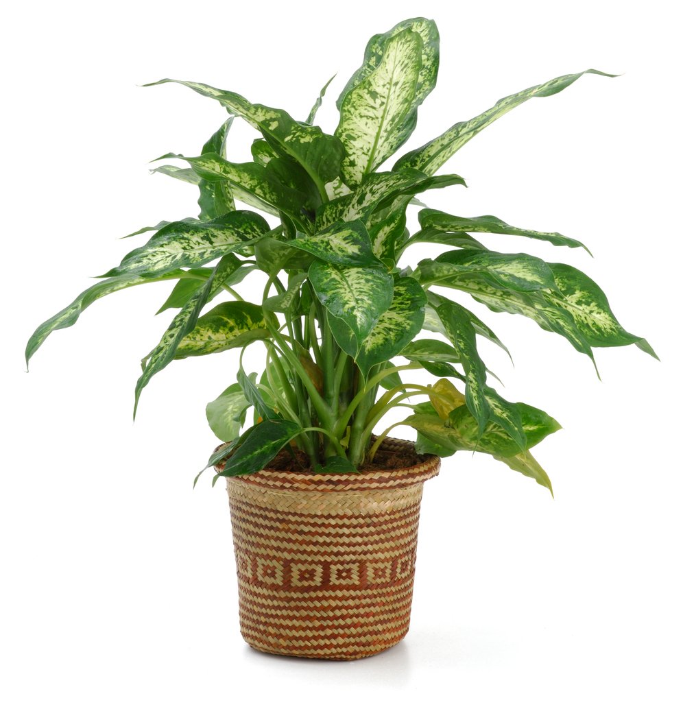 Las mejores plantas de sombras para tu balcón y terraza