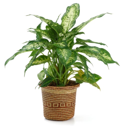 Las mejores plantas de sombras para tu balcón y terraza