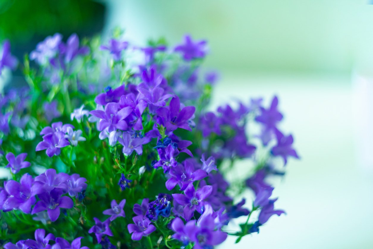 Las mejores plantas de sombras para tu balcón y terraza