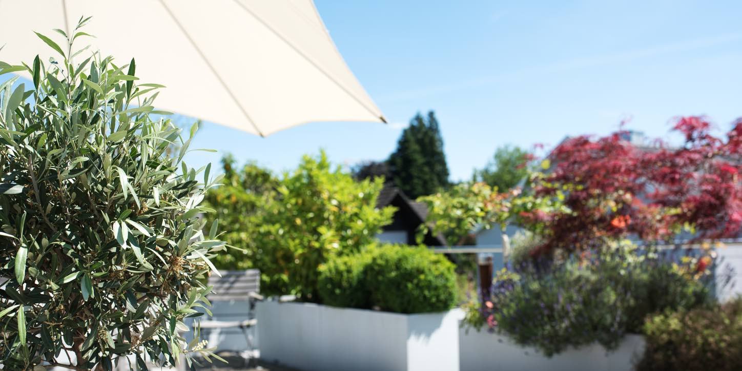 Las mejores plantas de sombras para tu balcón y terraza