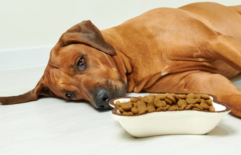 ¿Por qué mi perro está decaído? Posibles causas y soluciones