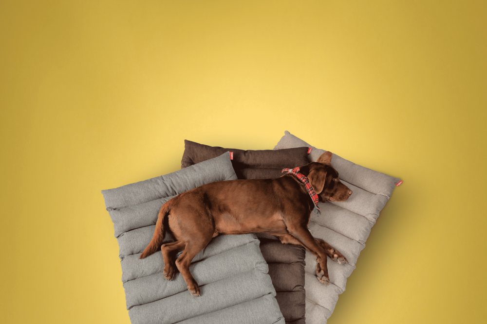 6 claves para lograr que tu perro duerma toda la noche